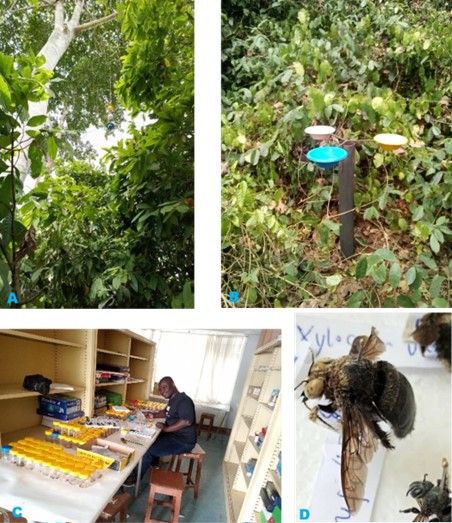 Bees and honey production in cocoa growing areas in Ghana