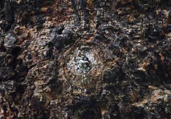 Unveiling Meliponiculture: Decolonizing Maya Stingless Beekeeping in ...