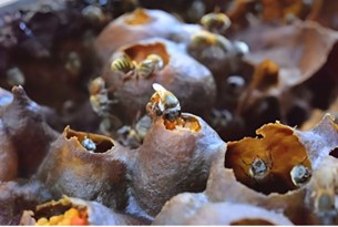 Unveiling Meliponiculture: Decolonizing Maya Stingless Beekeeping in ...