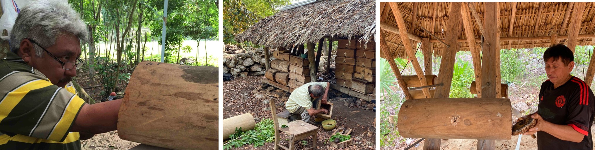 Unveiling Meliponiculture: Decolonizing Maya Stingless Beekeeping in ...