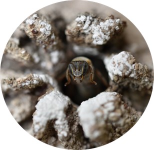 Unveiling Meliponiculture: Decolonizing Maya Stingless Beekeeping in ...