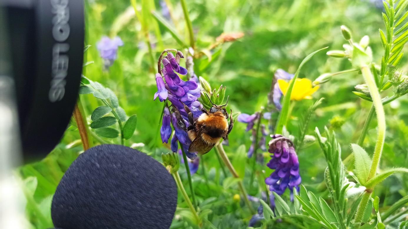 Automatic recognition of bumblebee species and behaviour from their buzzes.