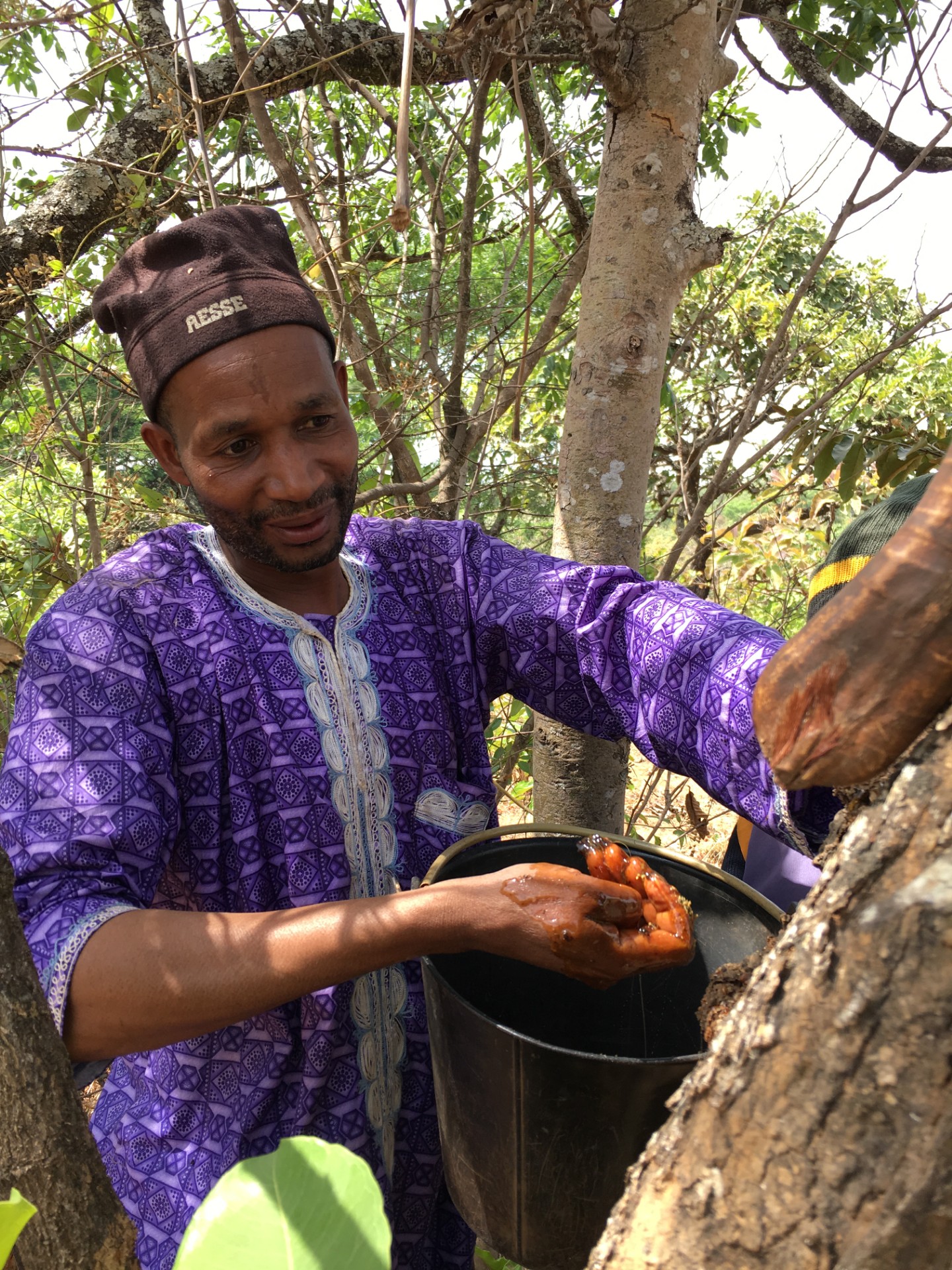 Bee-Cultures: Ethnographic Research on Humans and Honeybees in Cameroon ...
