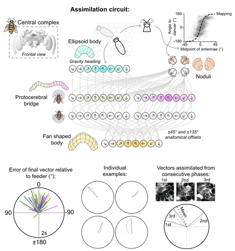 The honeybee dance decoded: a model and a test of how bees share food ...