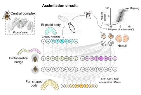 The honeybee dance decoded: a model and a test of how bees share food ...