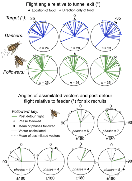The honeybee dance decoded: a model and a test of how bees share food ...