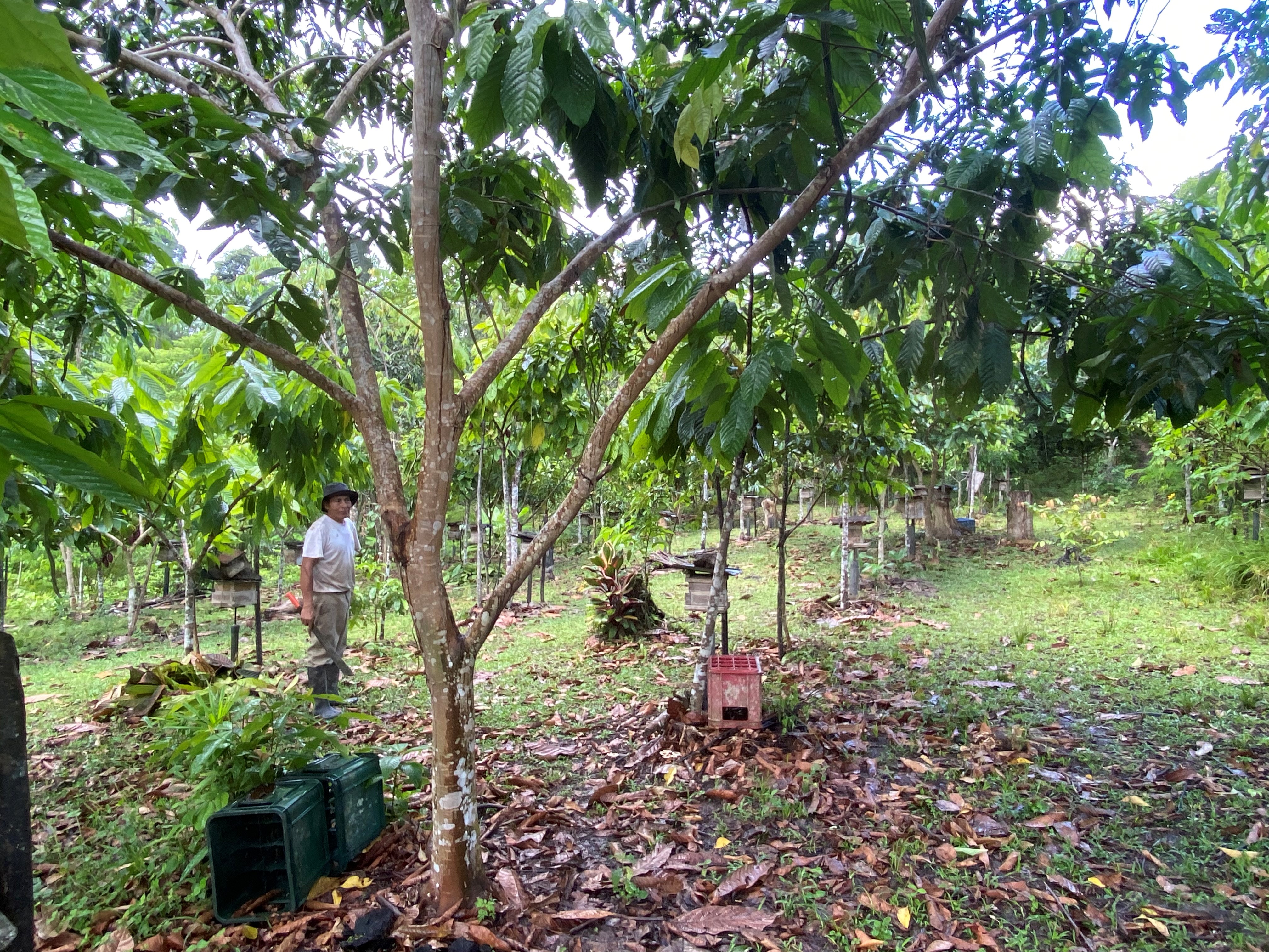 Ethnobiological study of the interactions between stingless bees, honey ...