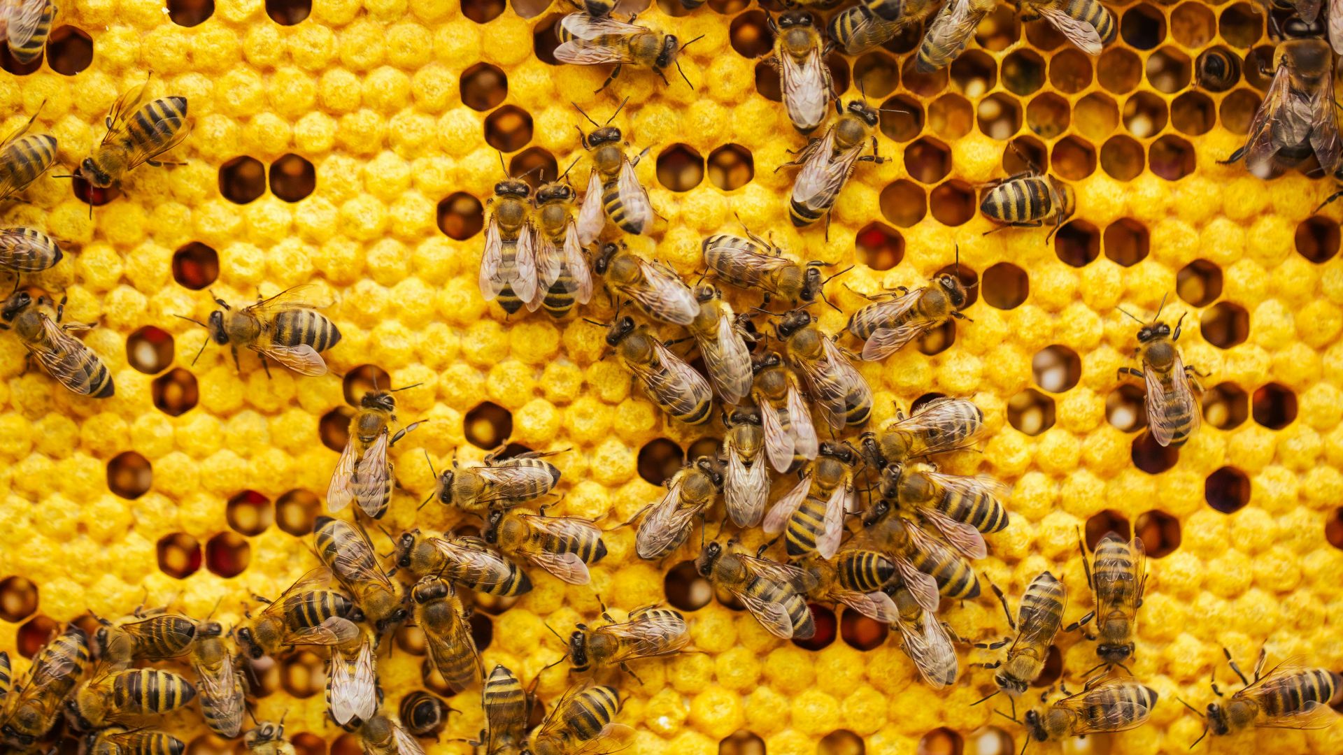 The honeybee dance decoded: a model and a test of how bees share food ...