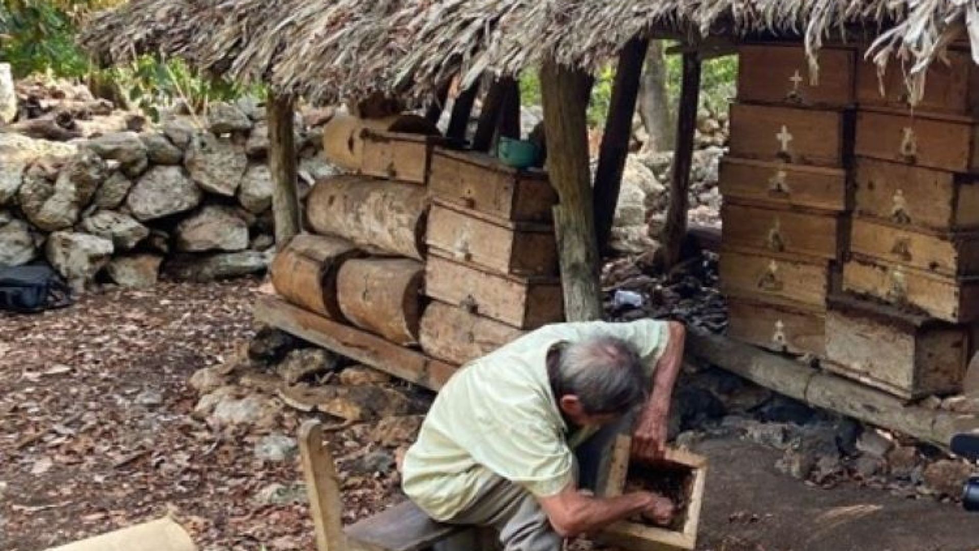 Unveiling Meliponiculture: Decolonizing Maya Stingless Beekeeping in ...